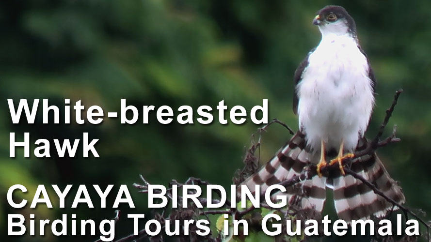 CAYAYA BIRDING tours Guatemala: specialized birdwatching tours since 2003